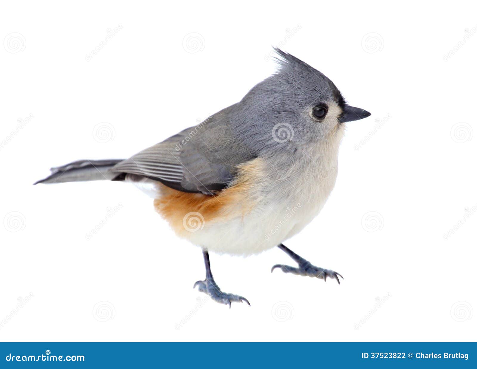 Tufted Titmouse Isolated stock photo. Image of passerine - 37523822