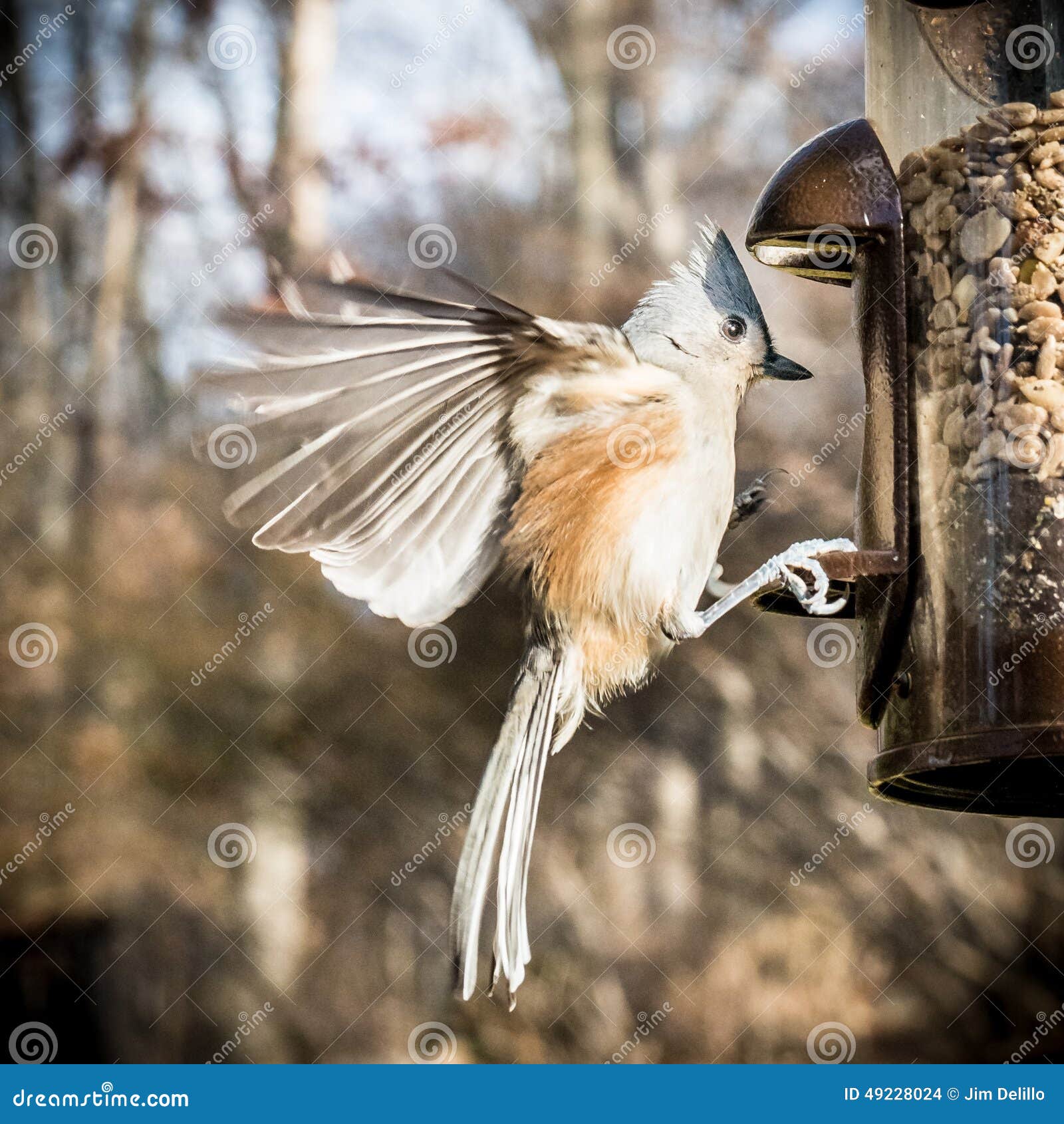 Tufted Titmouse Landing on a Bird Feeder Stock Photo - Image of ...