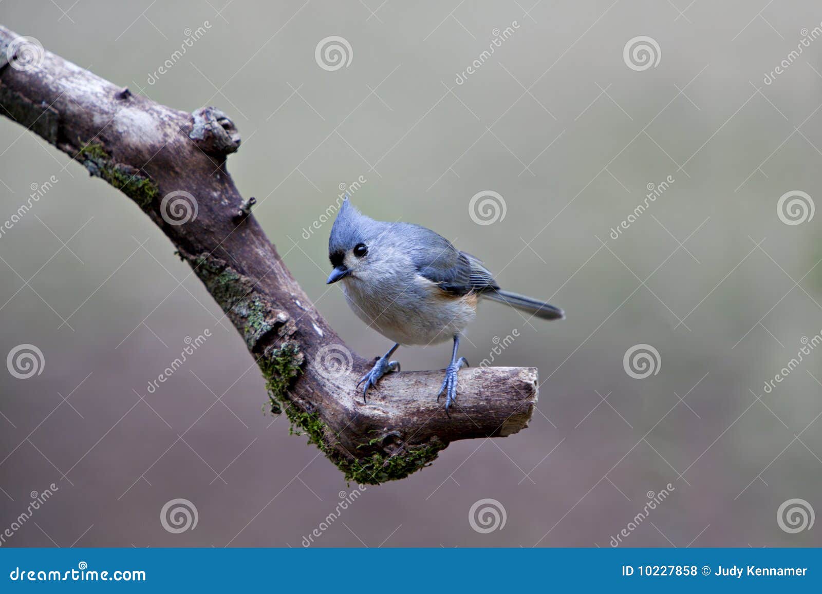 Tufted Titmouse on Limb stock photo. Image of feathers - 10227858
