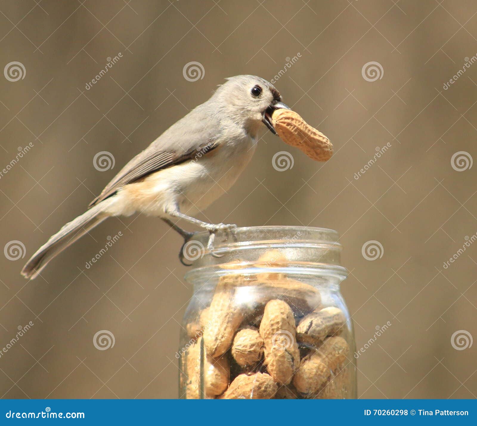Tufted Titmouse stock photo. Image of tufted, peanuts - 70260298