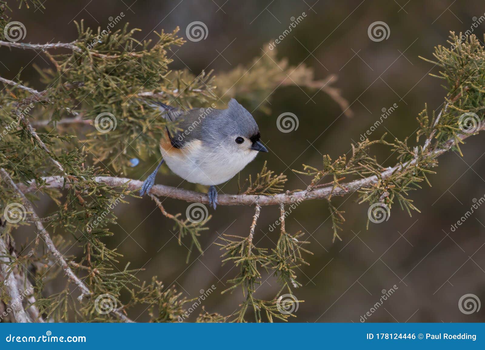 Tufted Titmouse Eyeballing the Berries of an Eastern Red Cedar Tree ...