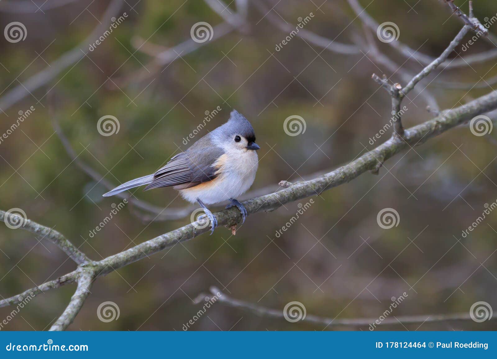 Tufted Titmouse Eyeballing the Berries of an Eastern Red Cedar Tree ...