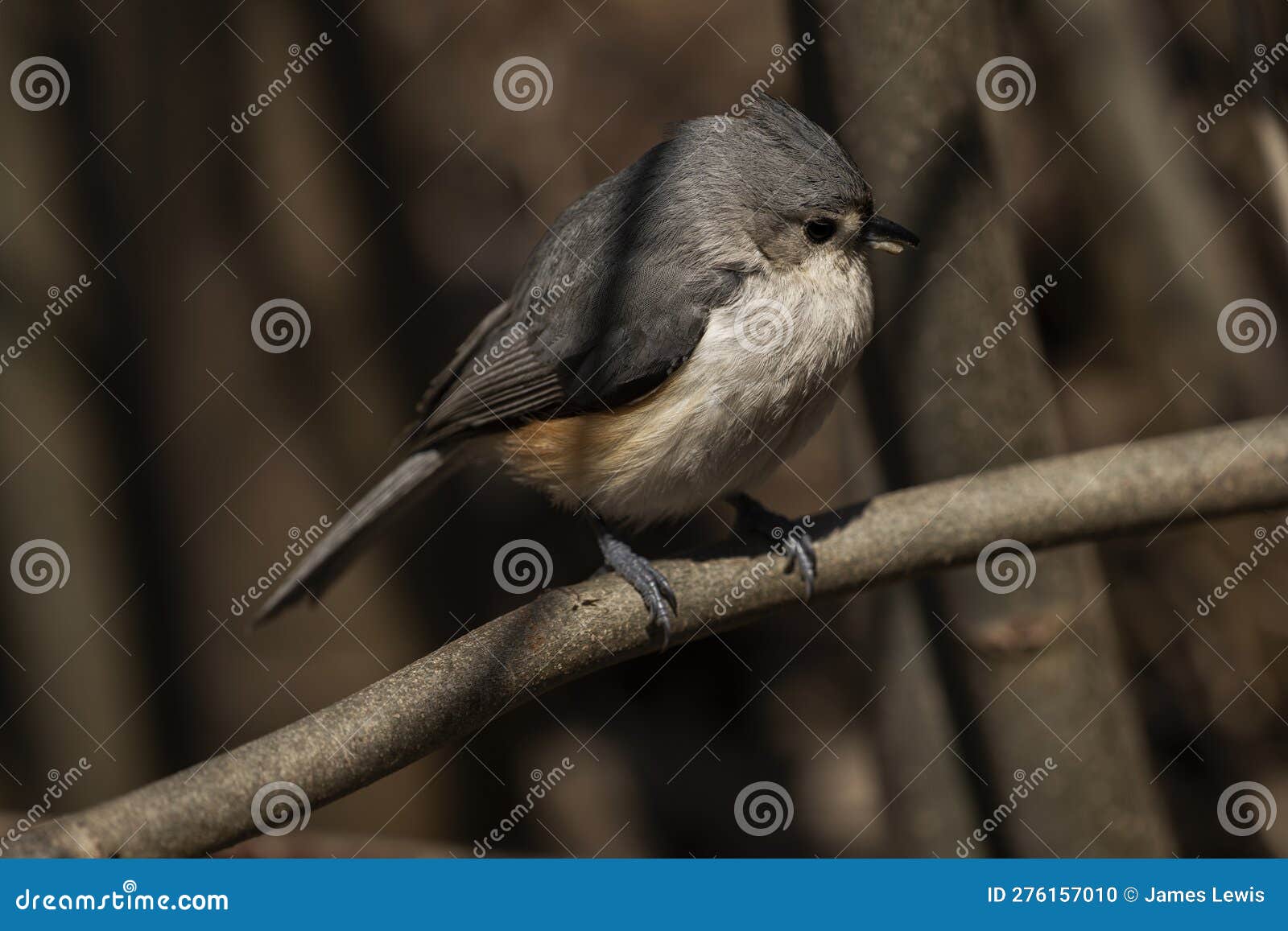 Tufted Titmouse stock photo. Image of food, baeolophus - 276157010