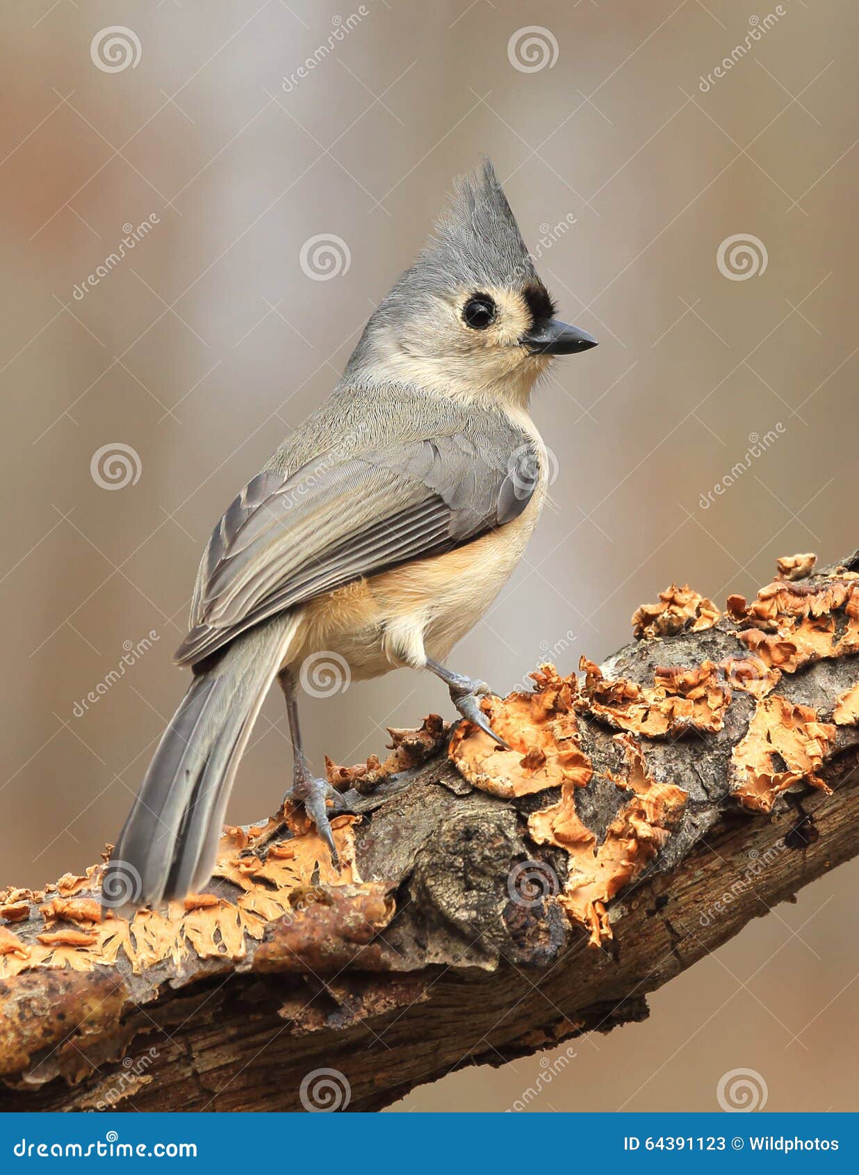 Tufted Titmouse stock image. Image of birdwatching, feathers - 64391123