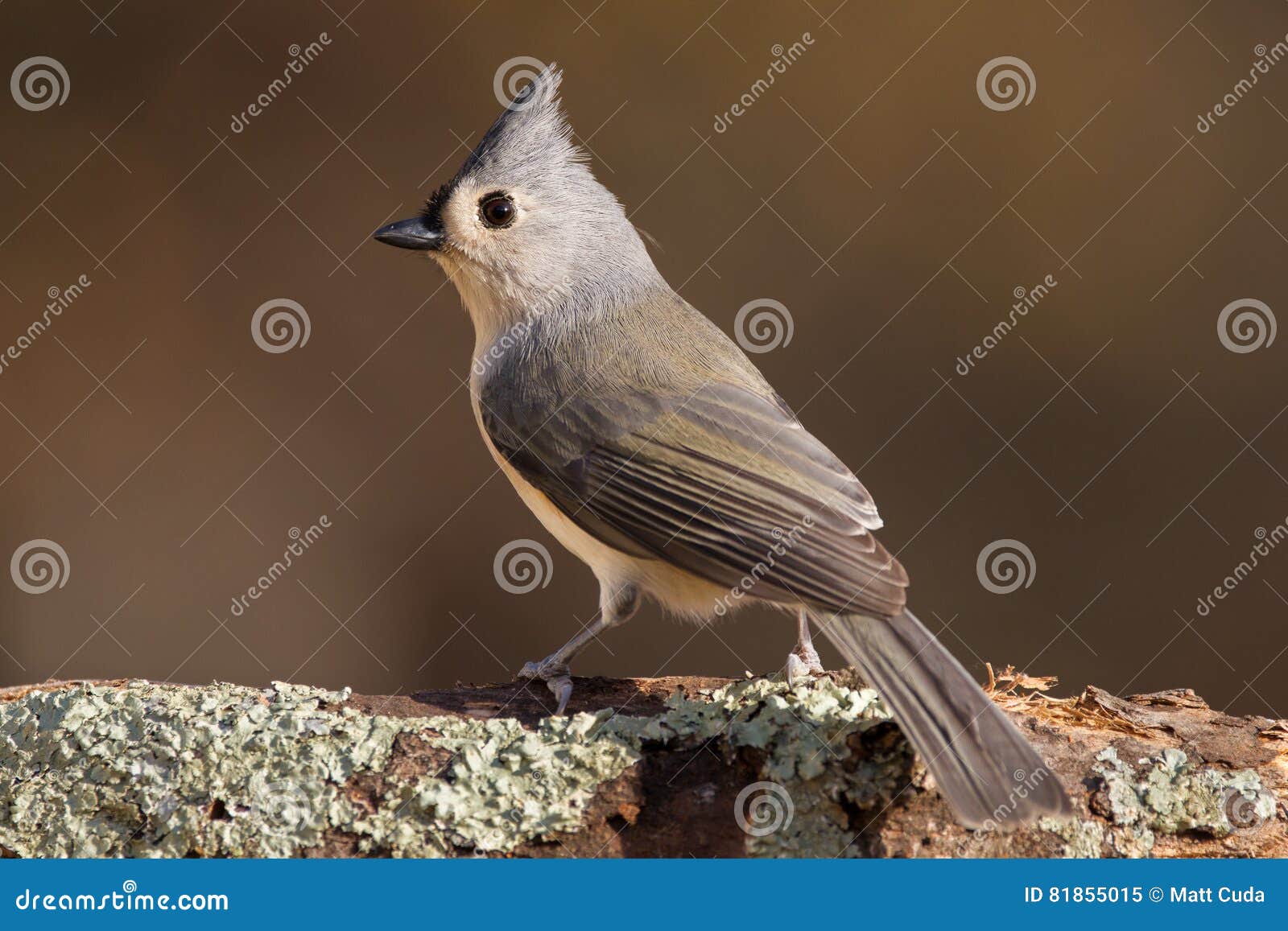 Tufted Titmouse stock image. Image of lichen, county - 81855015