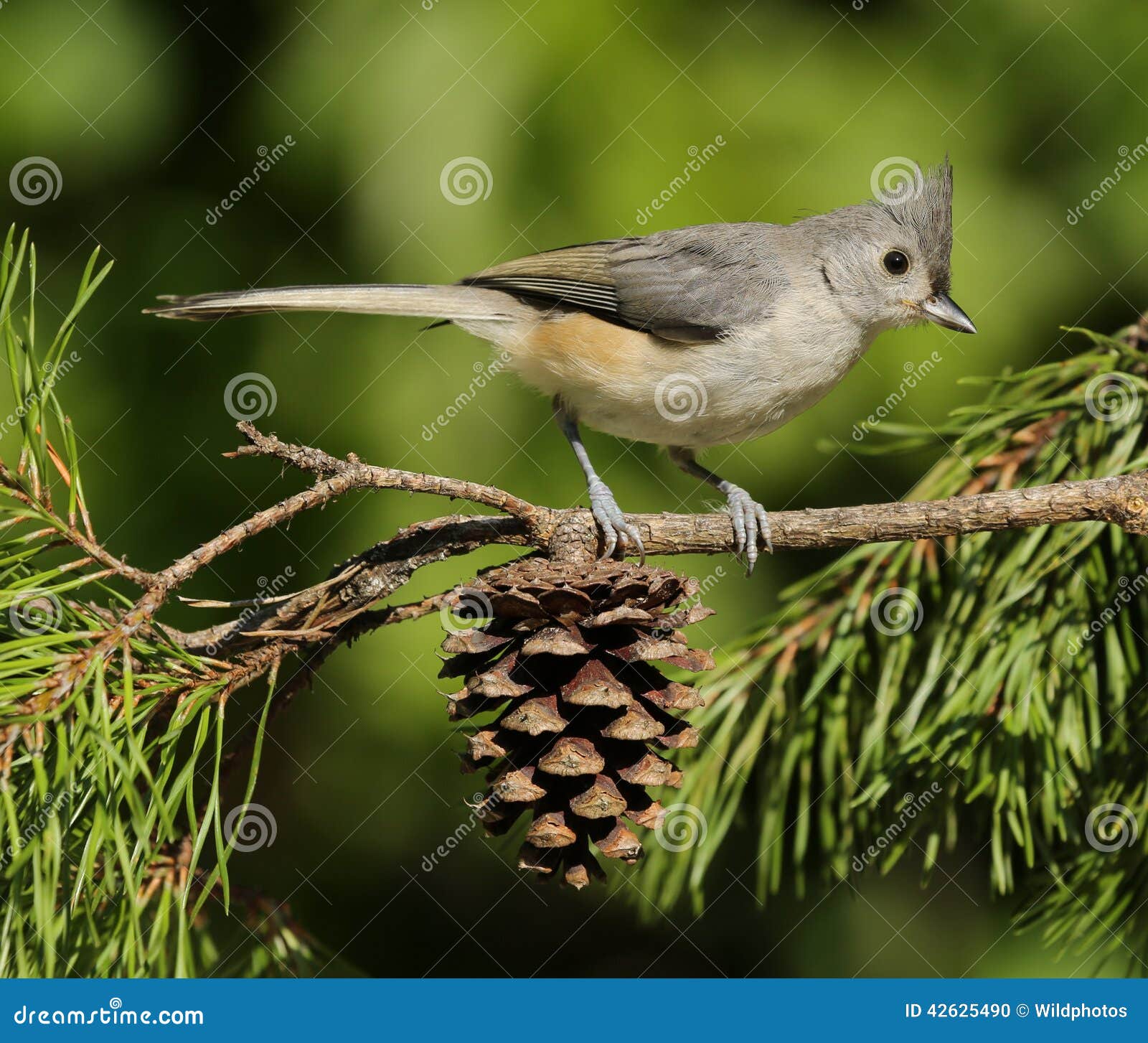 Tufted Titmouse stock photo. Image of grey, closeup, avian - 42625490