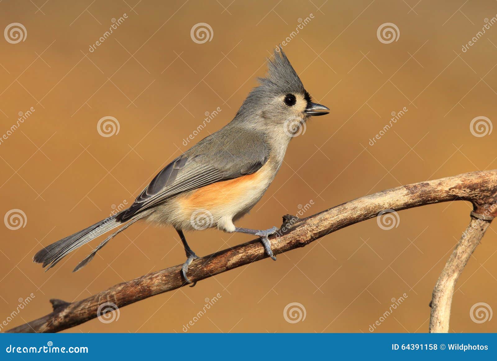 Tufted Titmouse stock photo. Image of bird, animal, crest - 64391158