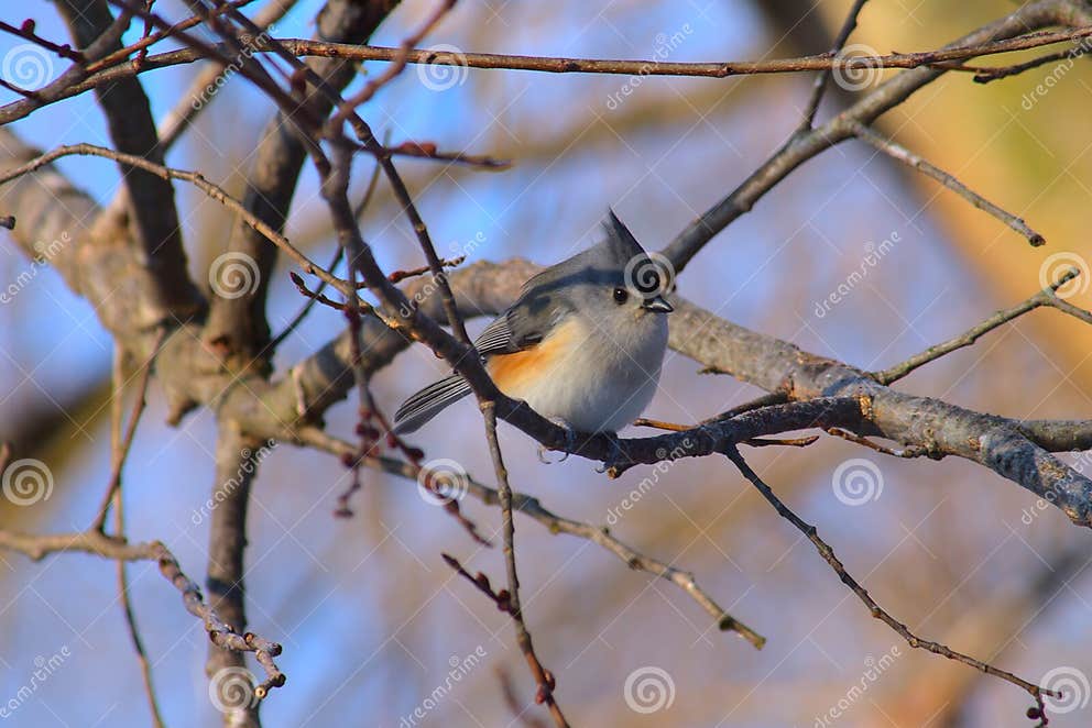 Tufted Titmouse Perched in a Tree Stock Photo - Image of wild, birds ...