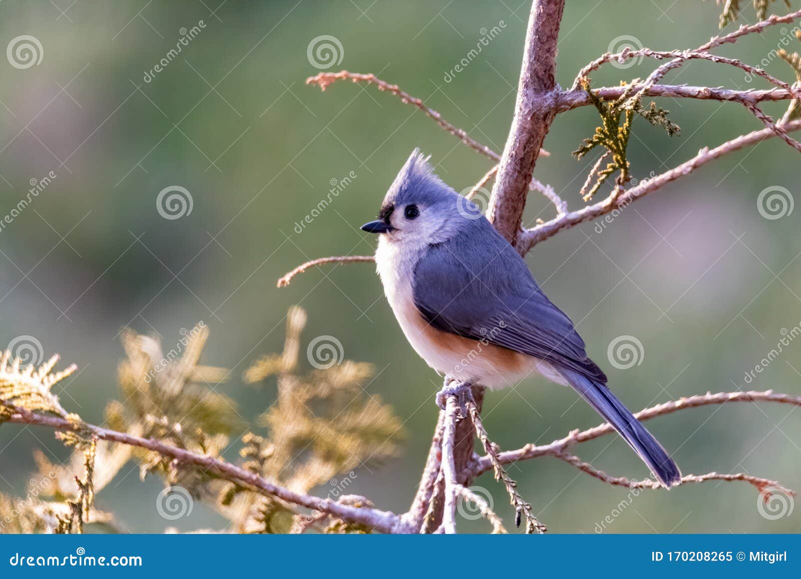 Tufted Titmouse Perched on a Tree in Winter Stock Image - Image of ...