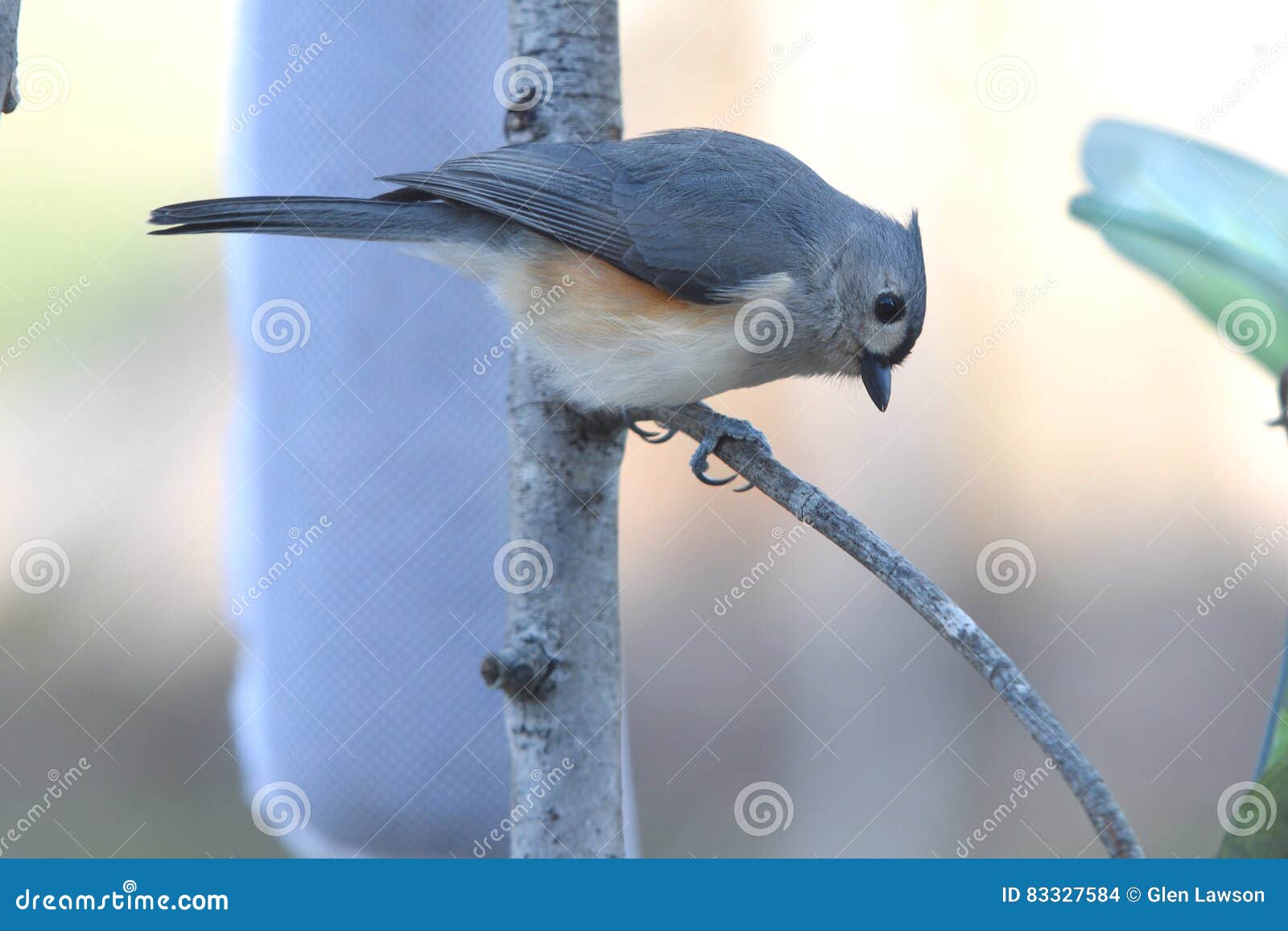 Tufted titmouse stock photo. Image of designs, gray, feathers - 83327584