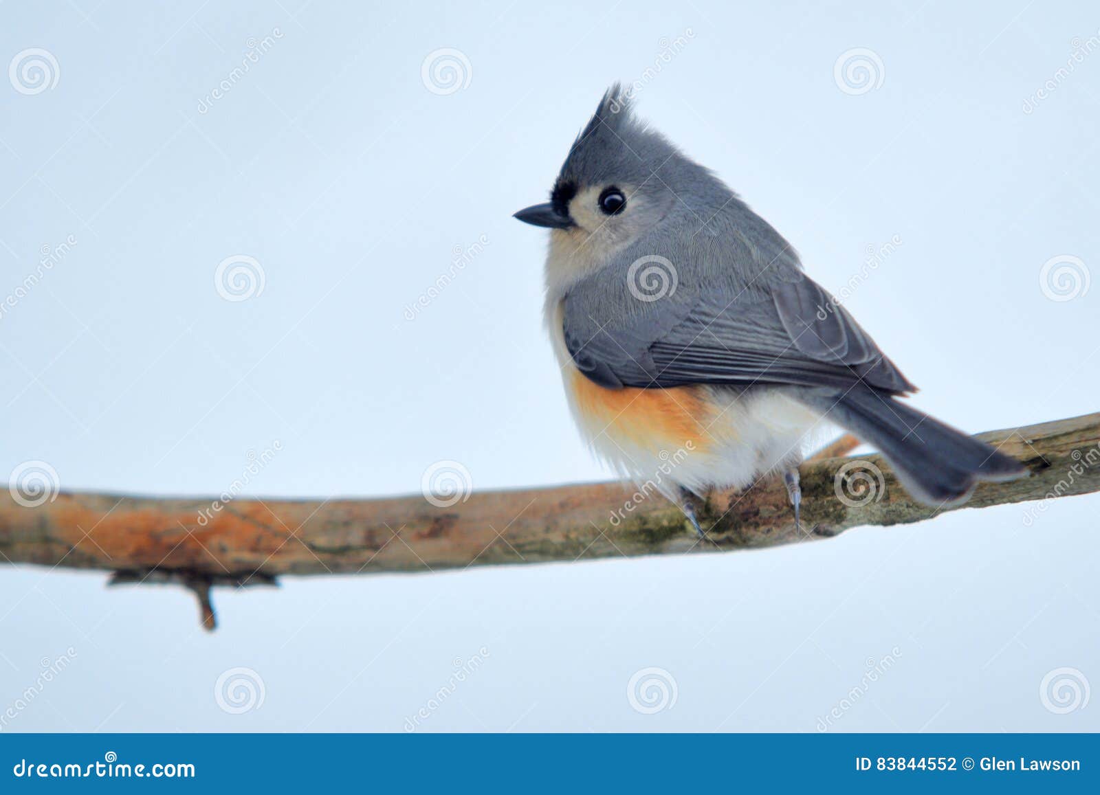 Tufted titmouse stock photo. Image of beak, majestic - 83844552