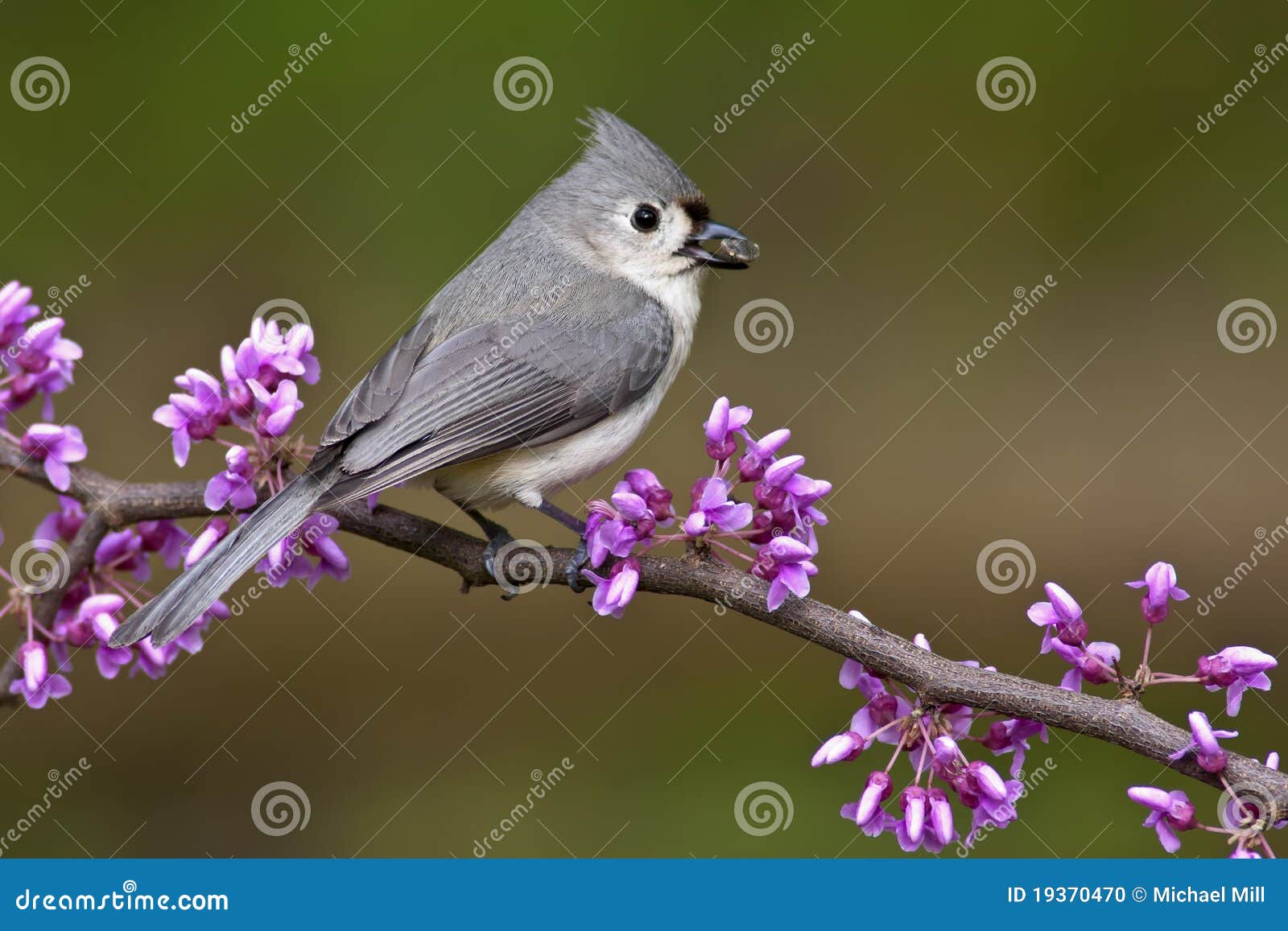 Tufted Titmouse on Redbud stock photo. Image of purple - 19370470