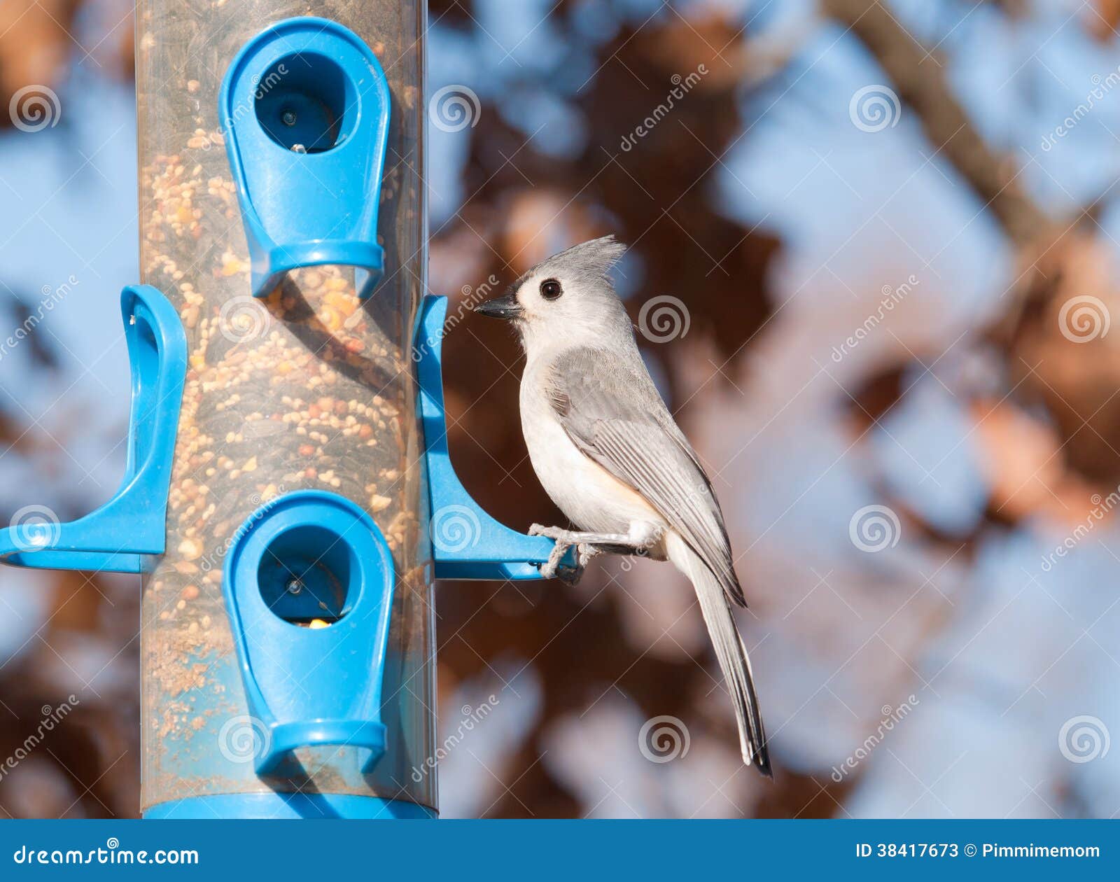 Tufted Titmouse Sitting at a Bird Feeder Stock Image - Image of animal ...