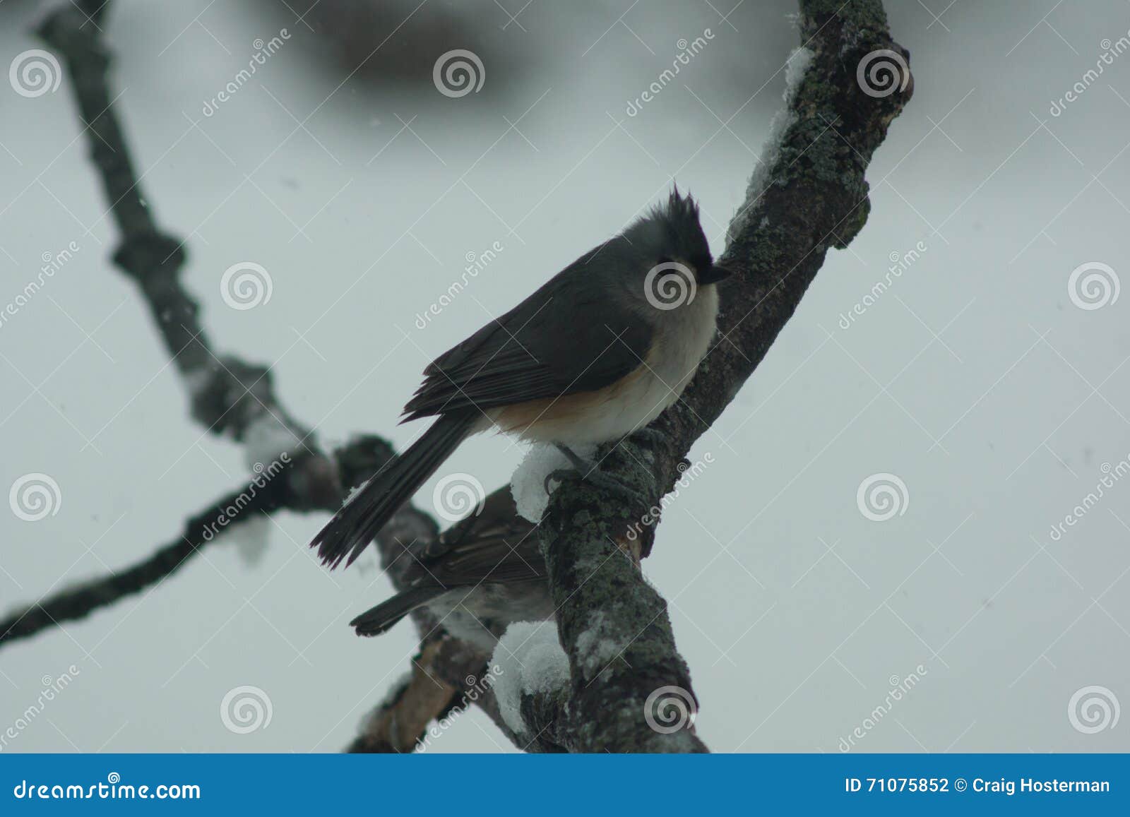 Tufted Titmouse stock photo. Image of time, feathers - 71075852