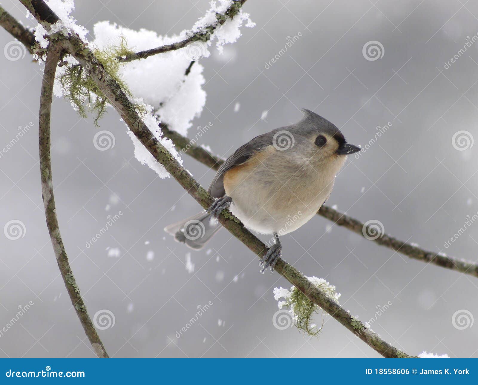 Tufted titmouse in snow stock photo. Image of blizzard - 18558606