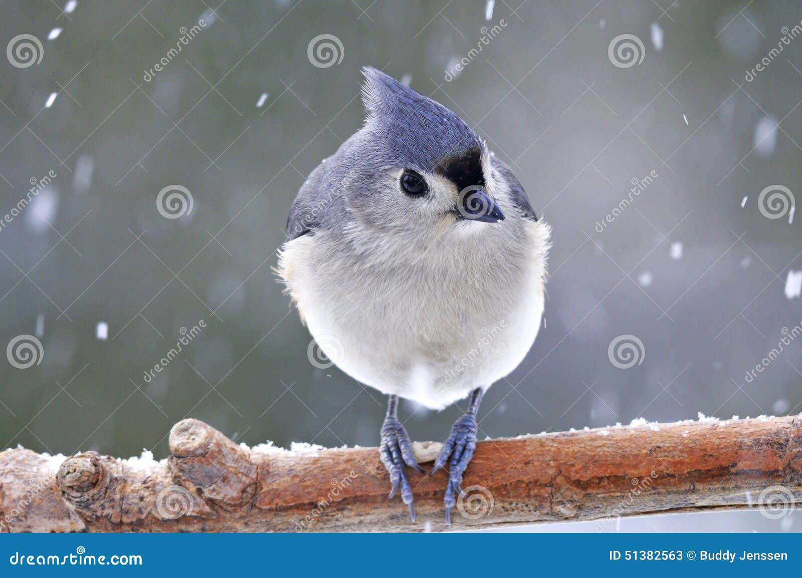 Tufted Titmouse in Snow stock image. Image of feathers - 51382563