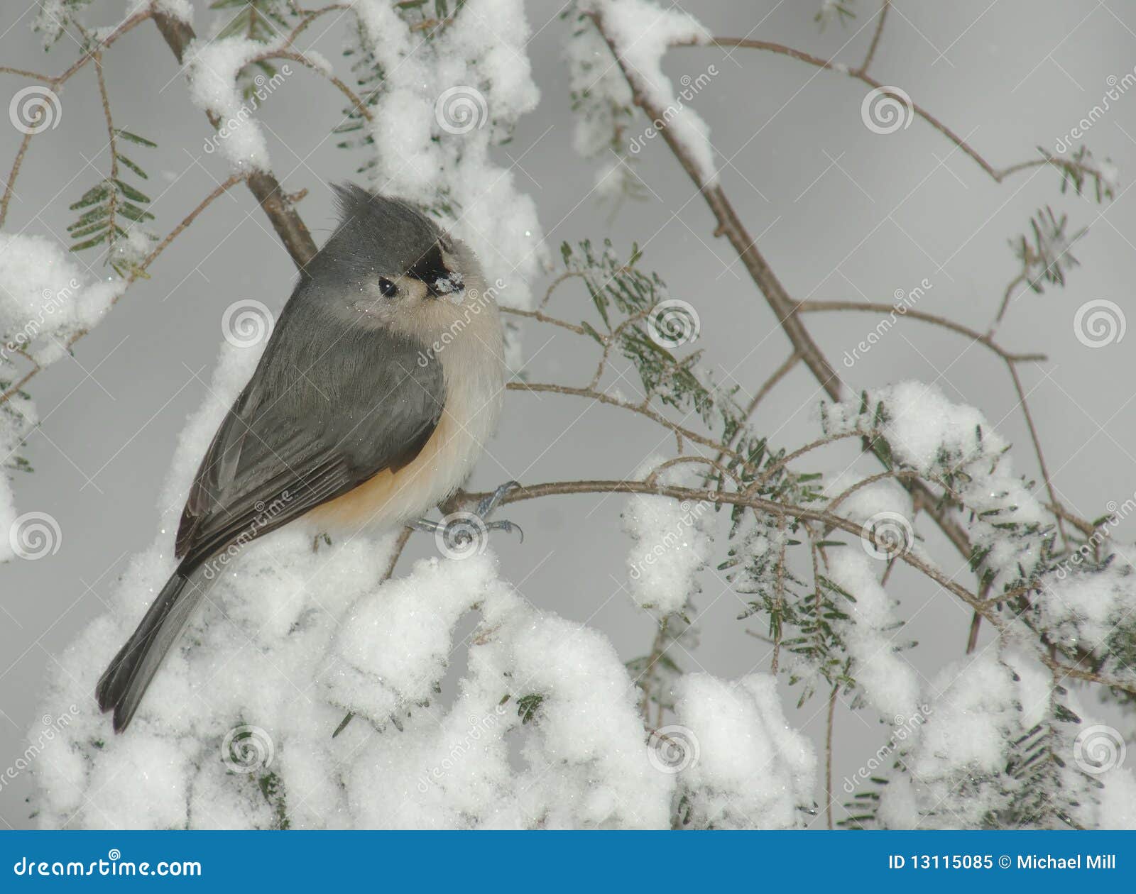 Tufted Titmouse Bird, Athens, Georgia Stock Photo | CartoonDealer.com ...