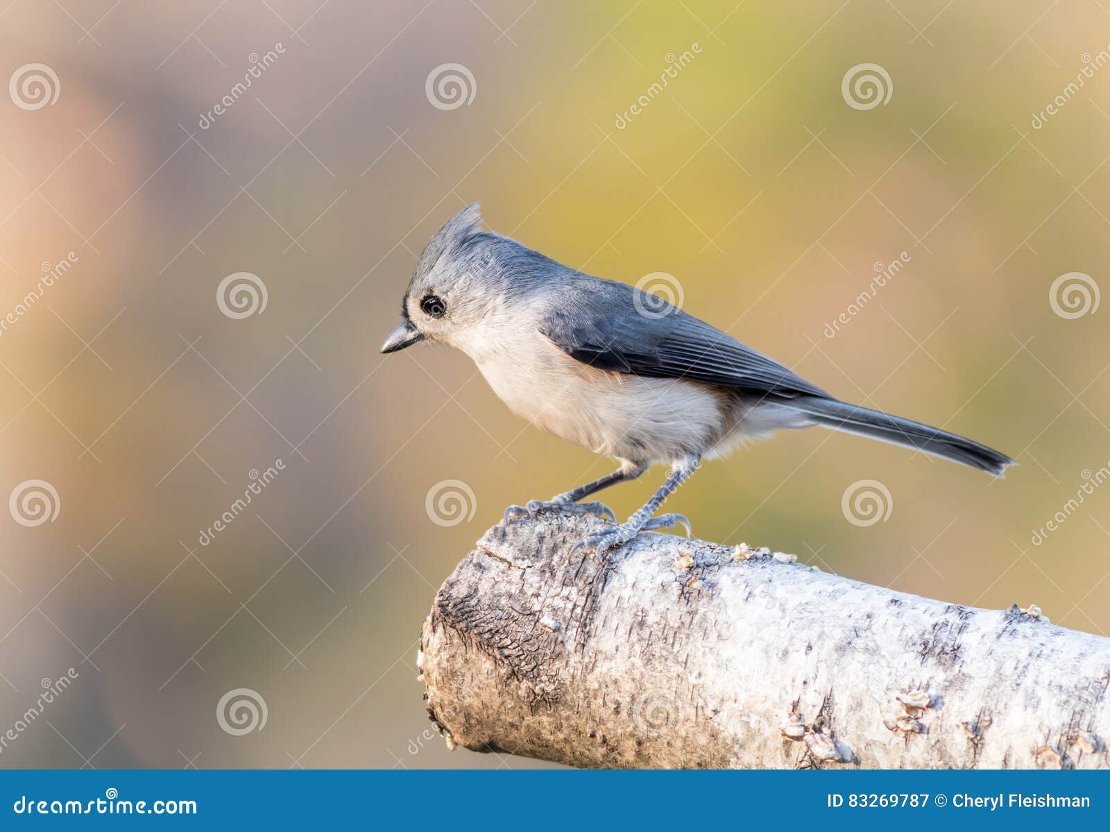 Tufted Titmouse Songbird on Birch Stock Image - Image of perch ...