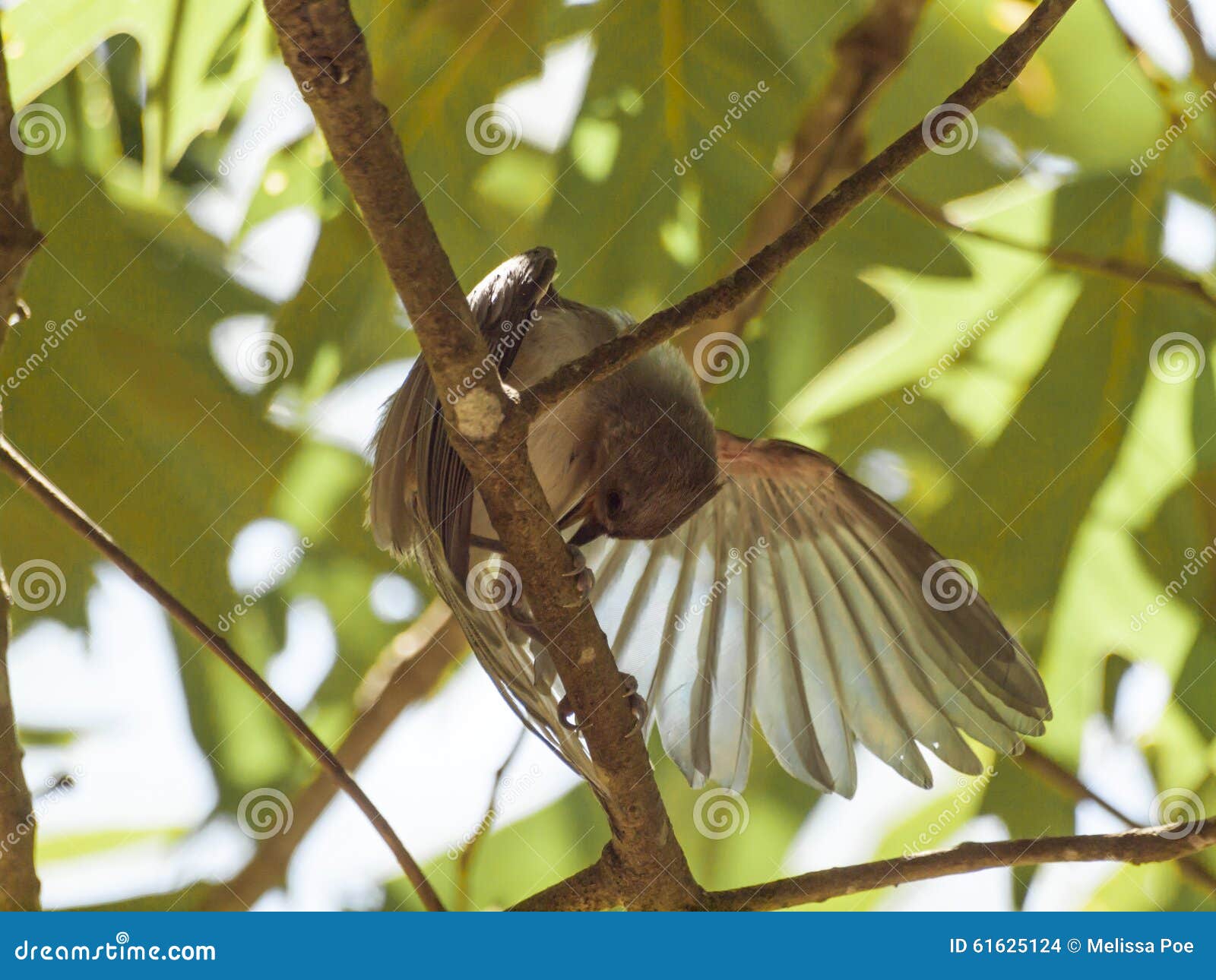 Tufted Titmouse stock photo. Image of feather, clean - 61625124