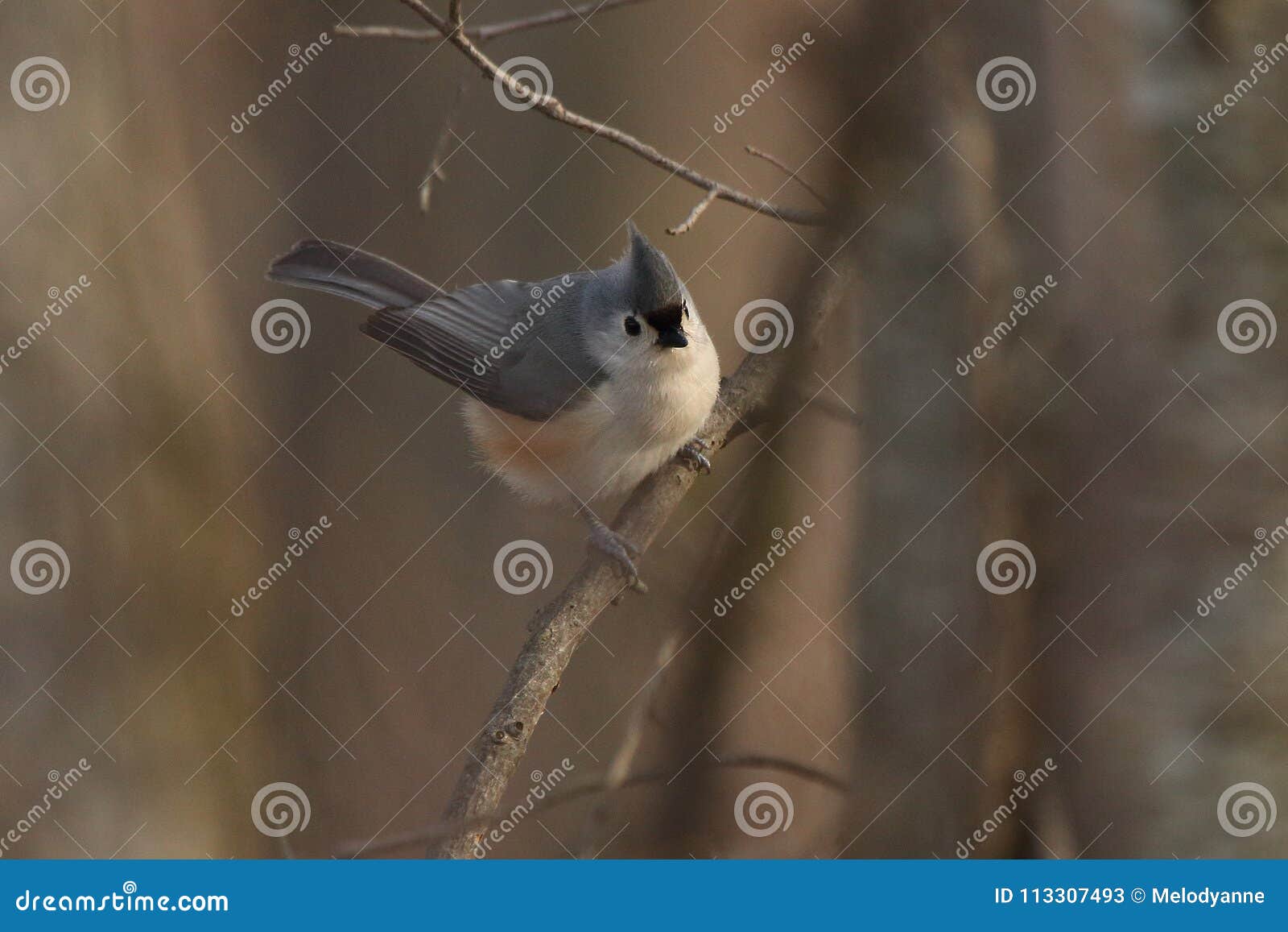 Tufted Titmouse stock image. Image of titmouse, feathers - 113307493