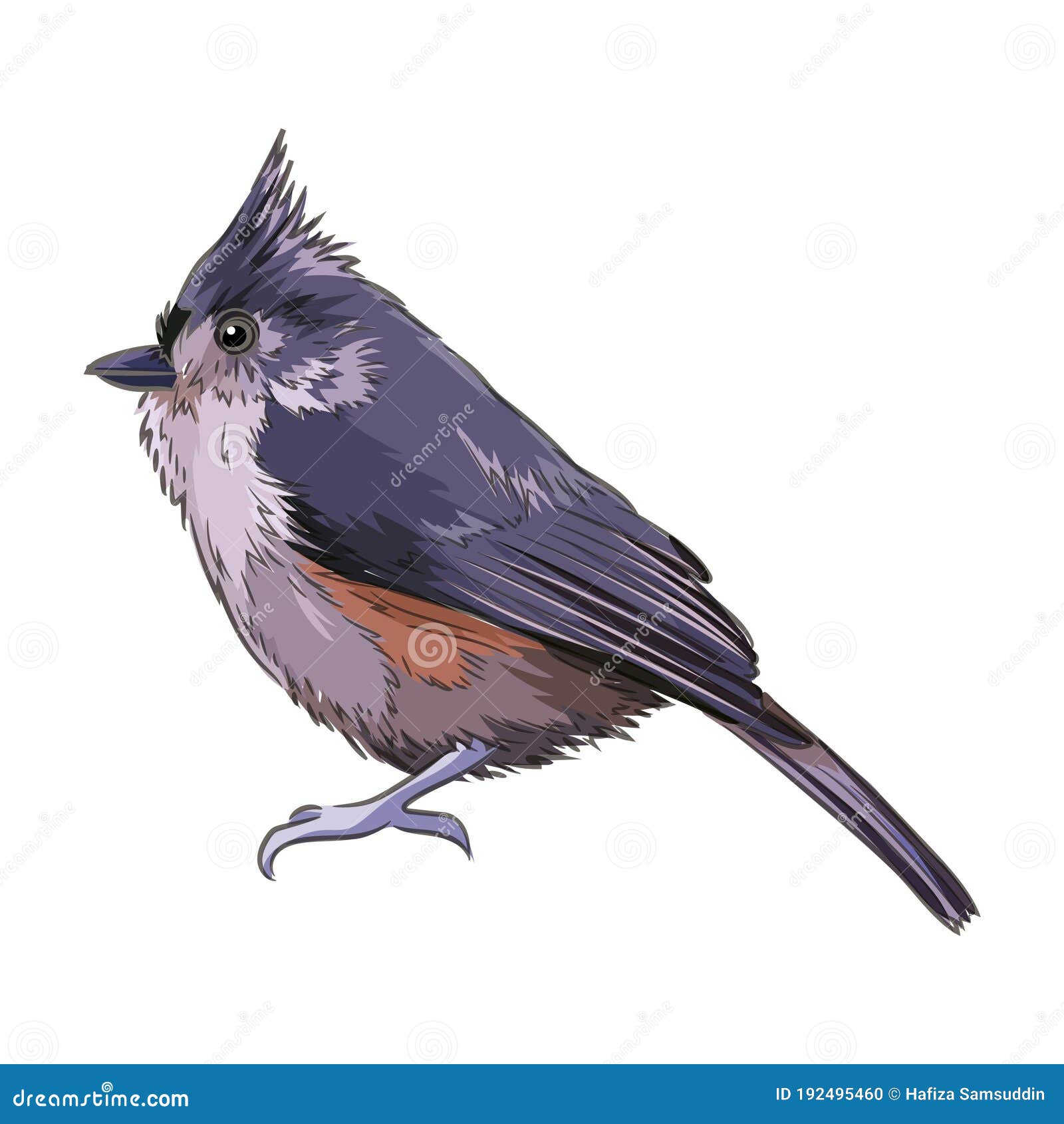 Tufted Titmouse. Vector Illustration Decorative Design Stock Vector ...