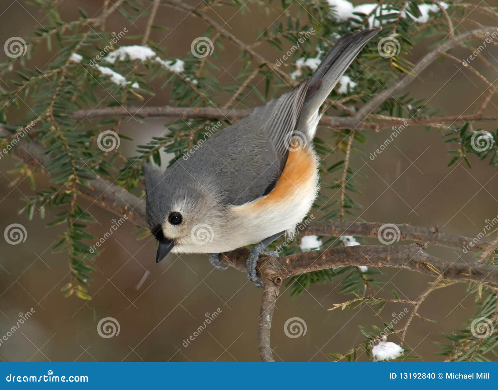 Tufted Titmouse in Winter stock photo. Image of perch - 13192840