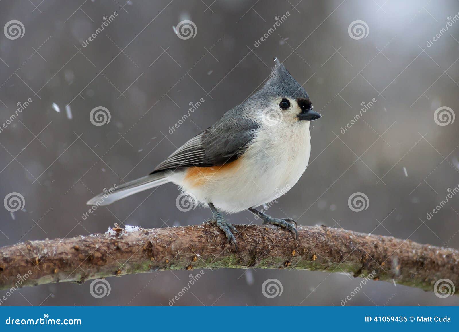 Tufted Titmouse in Winter stock photo. Image of carolina - 41059436