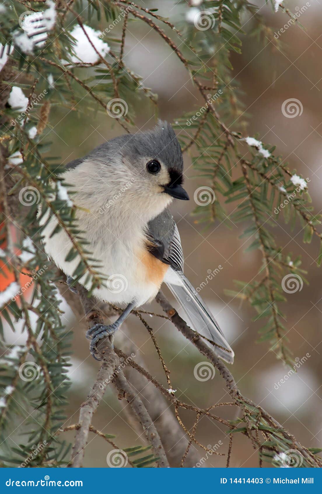 Tufted Titmouse Bird, Athens, Georgia Stock Photo | CartoonDealer.com ...