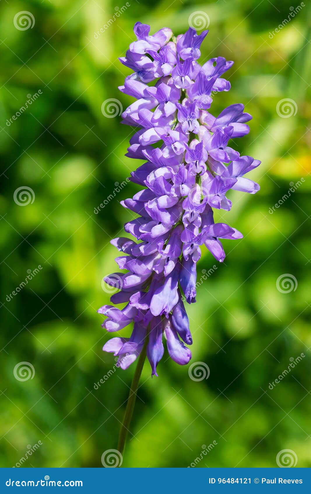 Tufted Vetch - Vicia Cracca Stock Image - Image of bloom, conservation ...