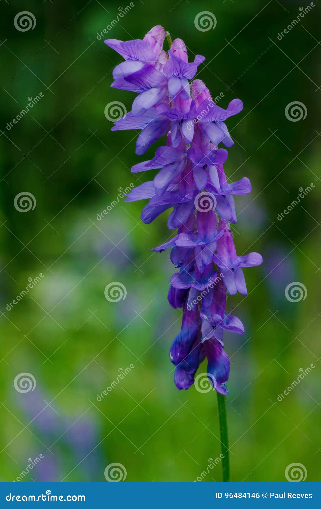 Tufted Vetch - Vicia Cracca Stock Photo - Image of botany, vertical ...