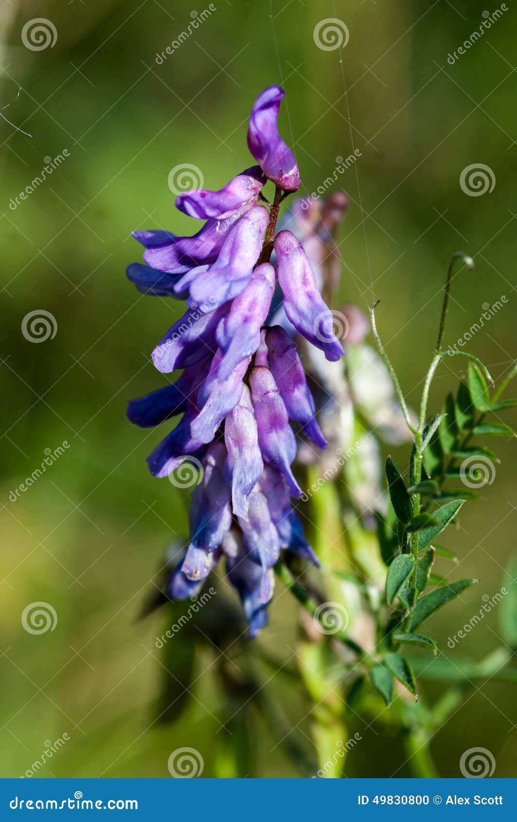 Tufted vetch flower stock photo. Image of flora, grassland - 49830800