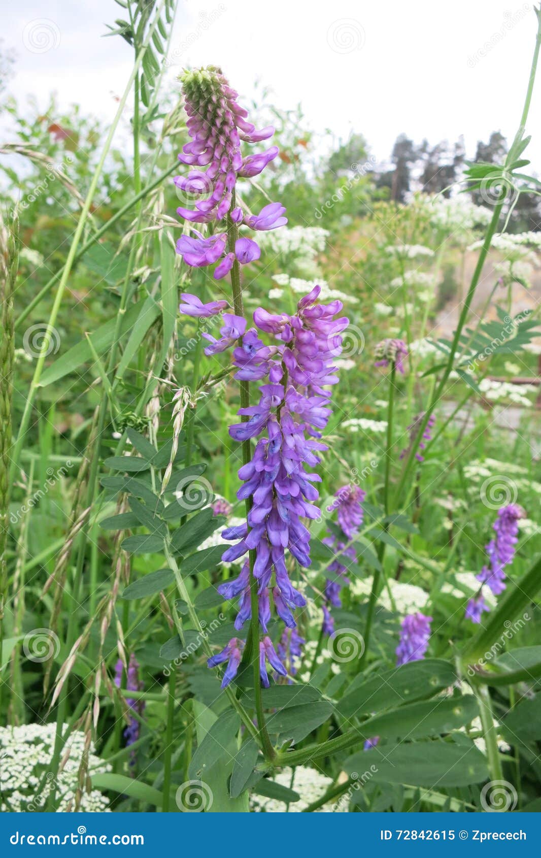 Tufted Wikke of Vogelwikke (Vicia Cracca) Stock Afbeelding - Image of ...