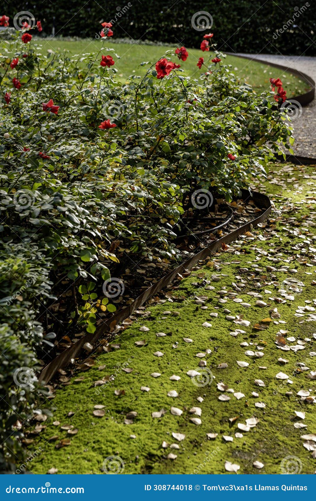 Tufts of Flowers on the Side of a Path through a Park with Hedges ...