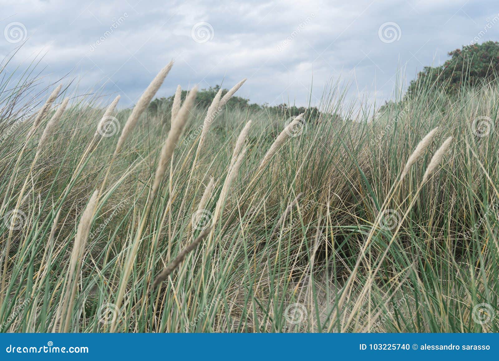 Tufts of Grass Folded by the Wind in the Grenen in Denmark Stock Photo ...