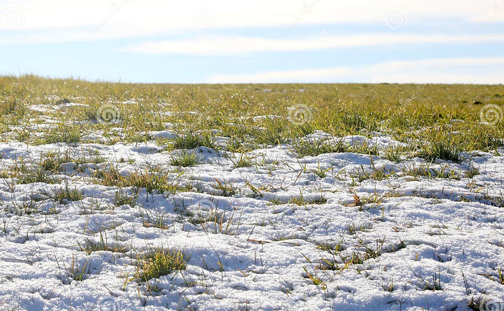 Tufts of Green Grass Emerging from There in the Snow during the Thaw ...