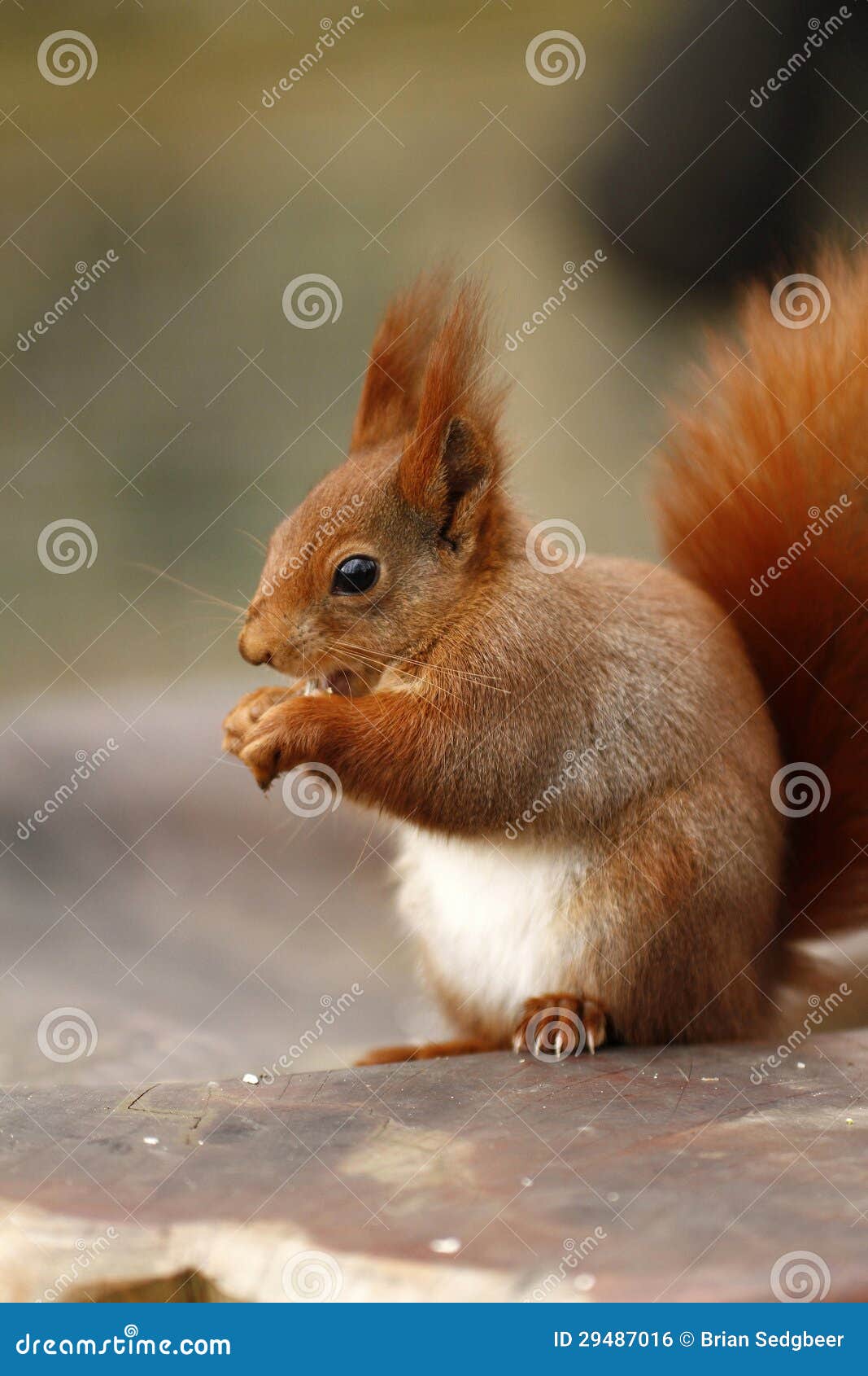 Tufty the Red Squirrel stock photo. Image of habitat - 29487016
