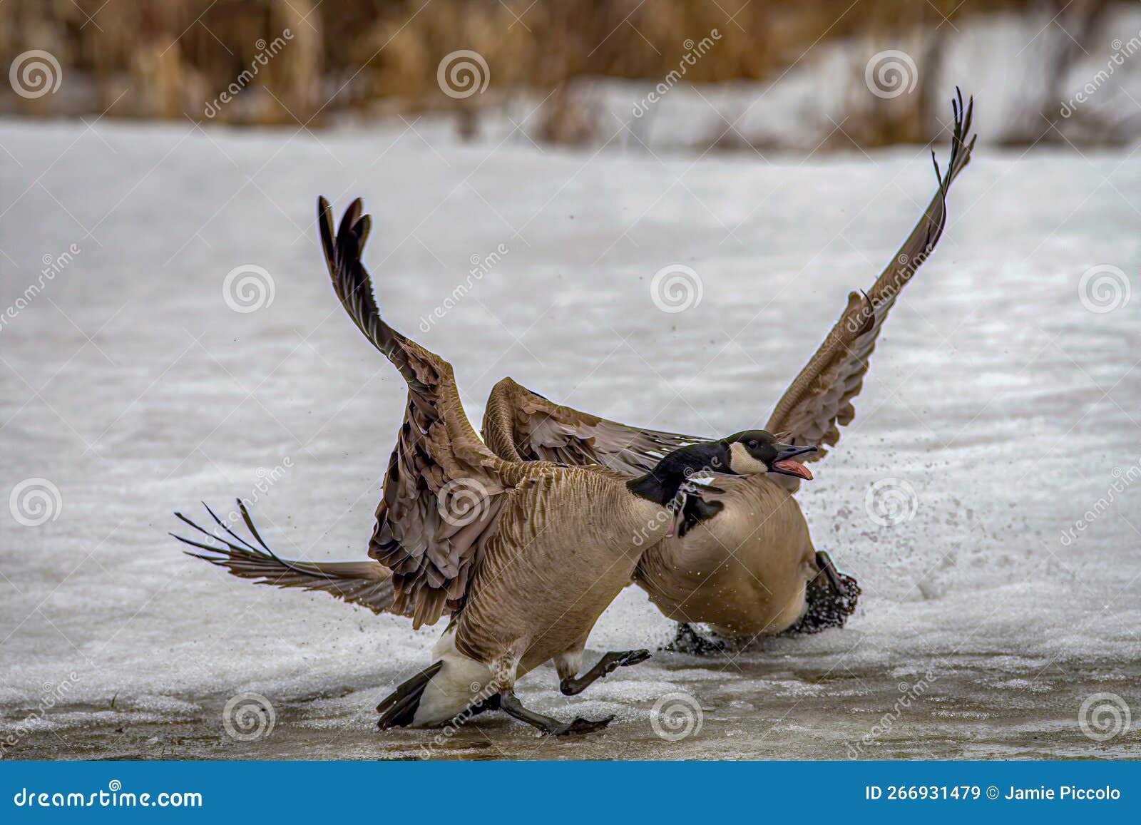 Canada geese fighting stock image. Image of spring, geese - 266931479