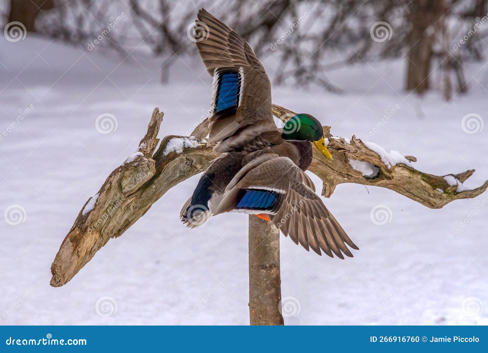 Duck falling off post stock photo. Image of swan, snow - 266916760