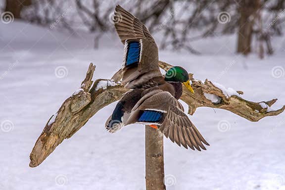 Duck falling off post stock photo. Image of swan, snow - 266916760