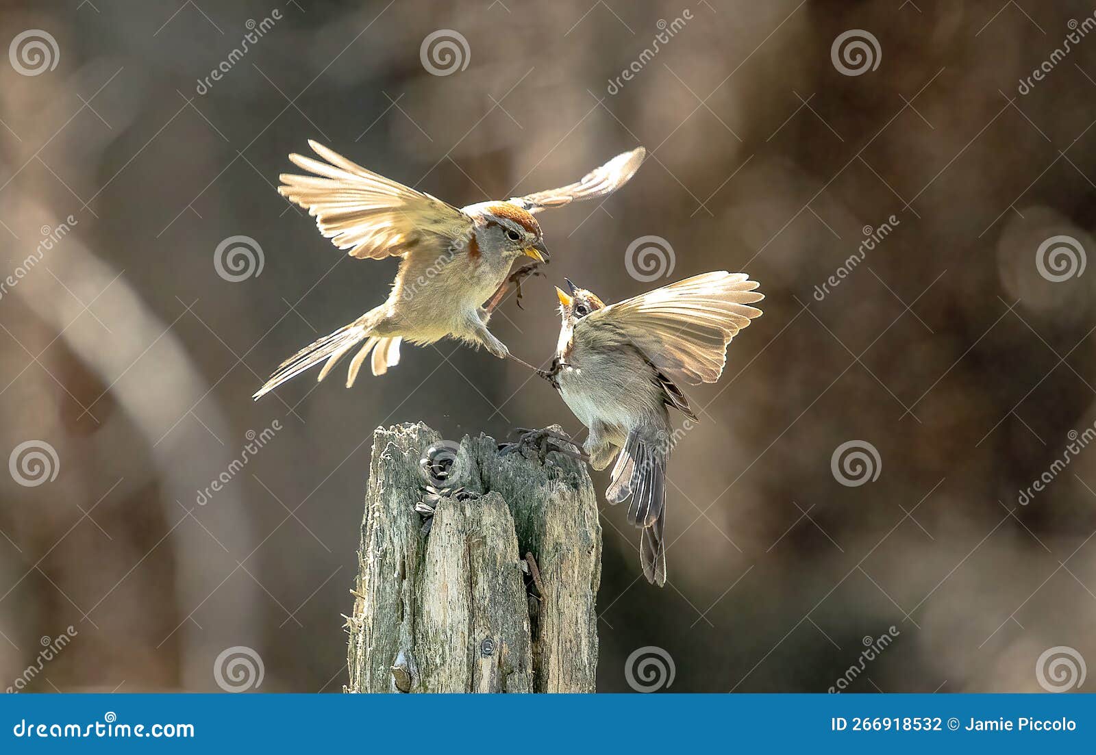 Sparrows fighting stock photo. Image of sparrows, post - 266918532