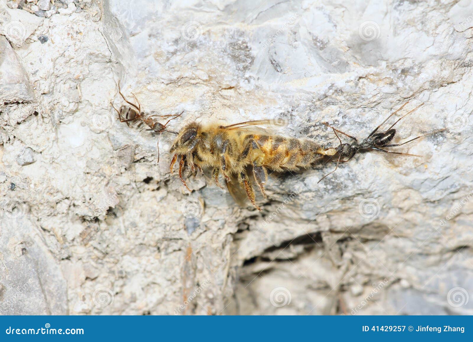 Tug of war stock image. Image of insects, vying, competition - 41429257