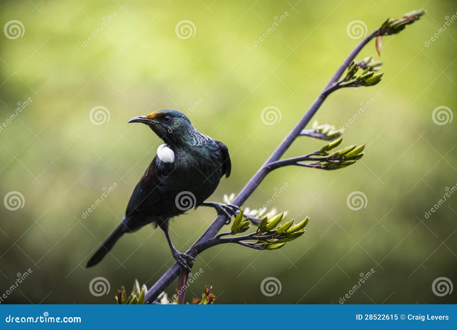 Tui Bird stock image. Image of birdwatcher, flax, bird - 28522615