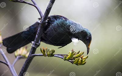 Tui Bird stock photo. Image of zealand, perch, kiwi, pacific - 28522708