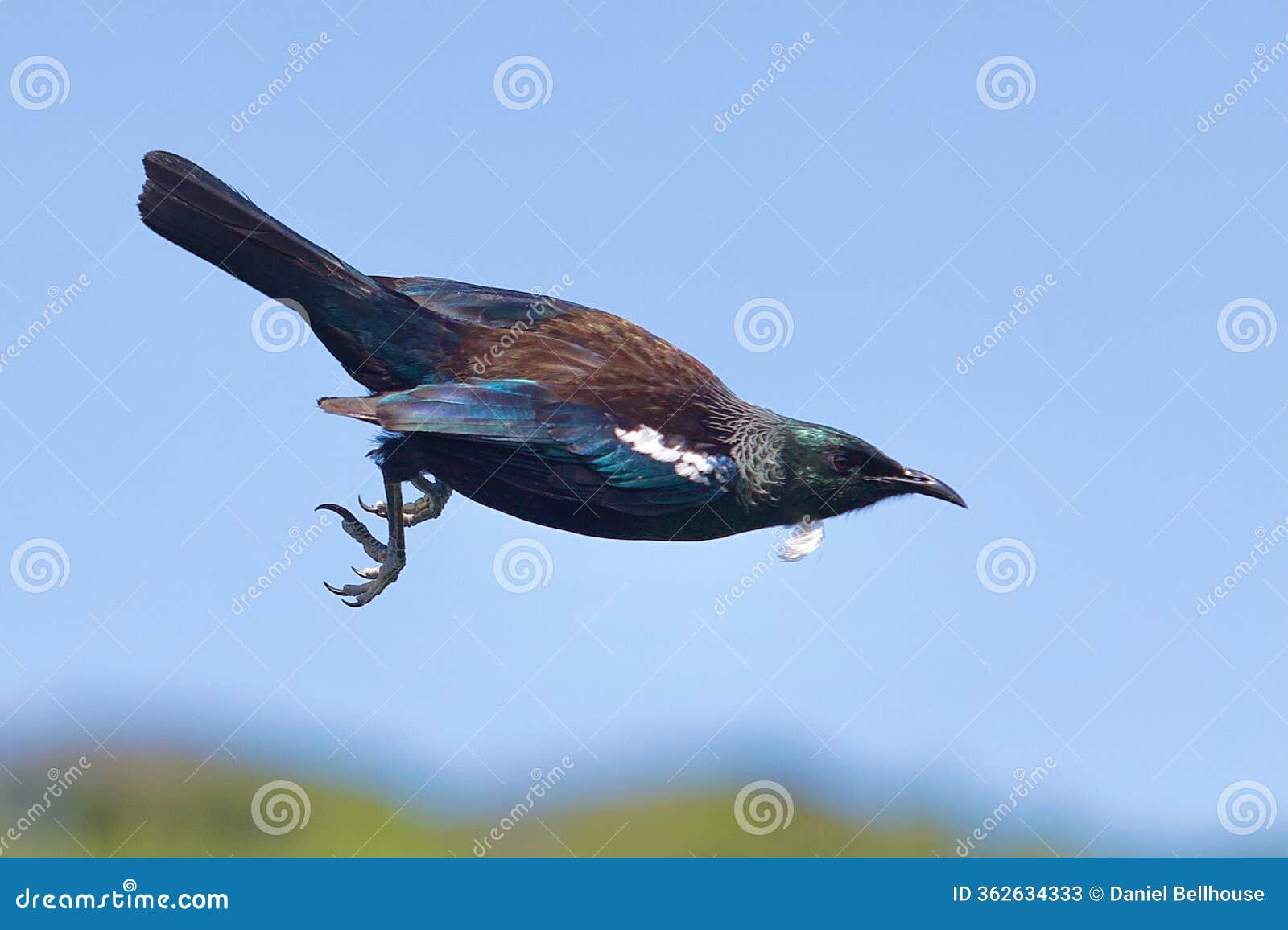 Tui bird in flight diving stock image. Image of bird - 362634333