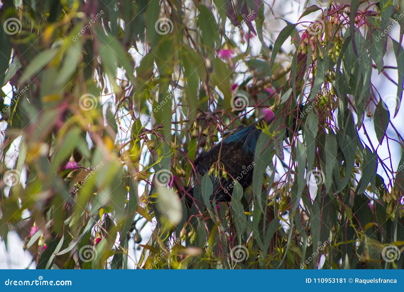 Tui bird hidden in tree stock image. Image of perched - 110953181