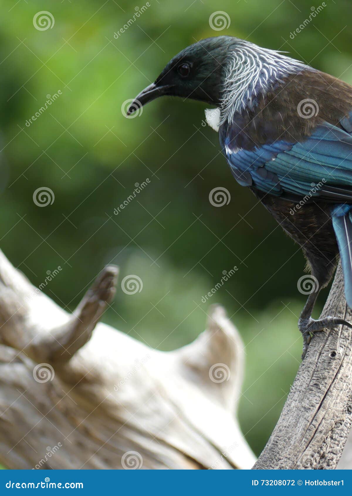 New Zealand Tui bird stock photo. Image of green, feathers - 73208072