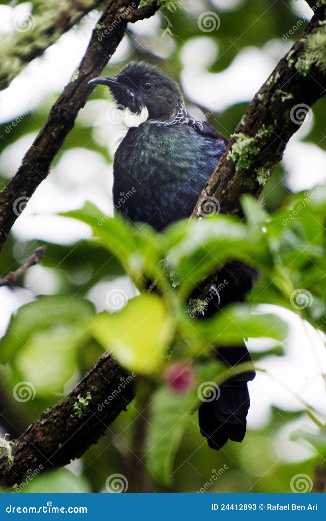 New Zealand Berry Native Stock Photos - Free & Royalty-Free Stock ...