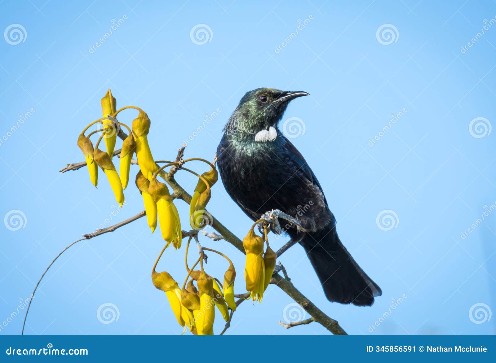 Tui Bird Perched in Flowering Tree Stock Image - Image of kowhai, black ...