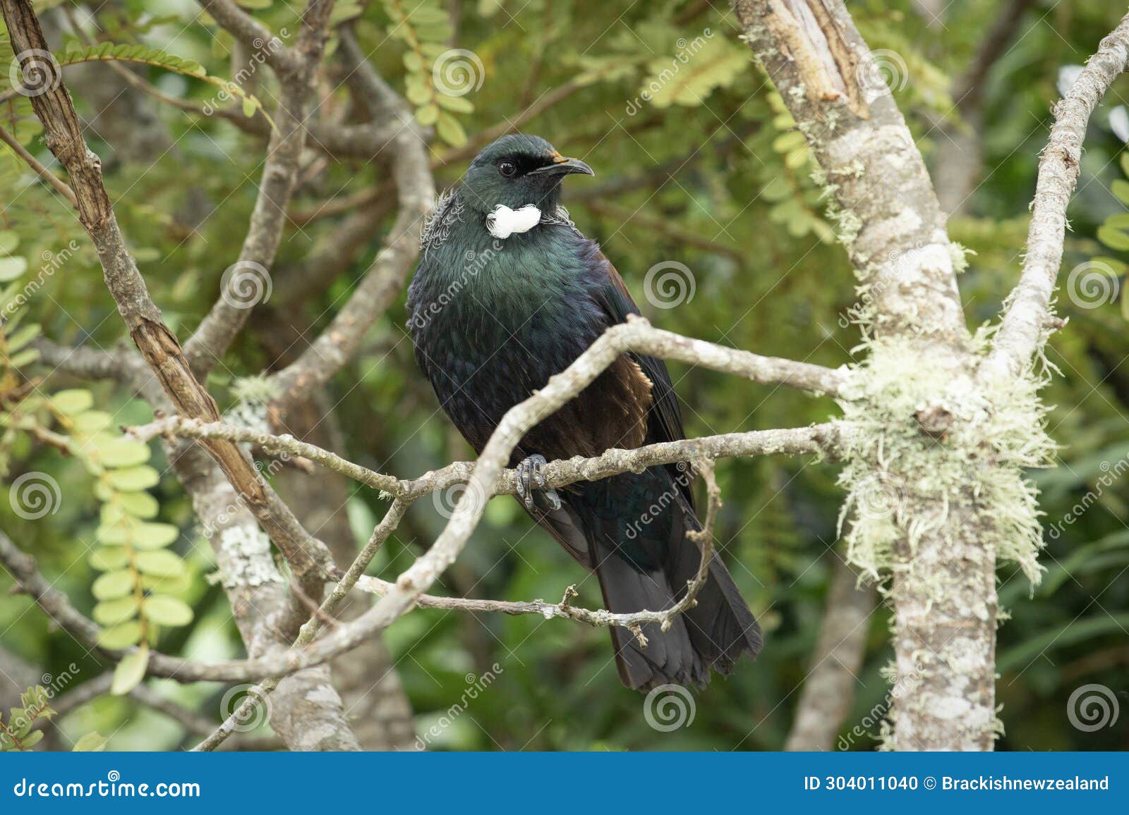 Tui Bird (Prosthemadera Novaeseelandiae) Stock Photo - Image of nature ...