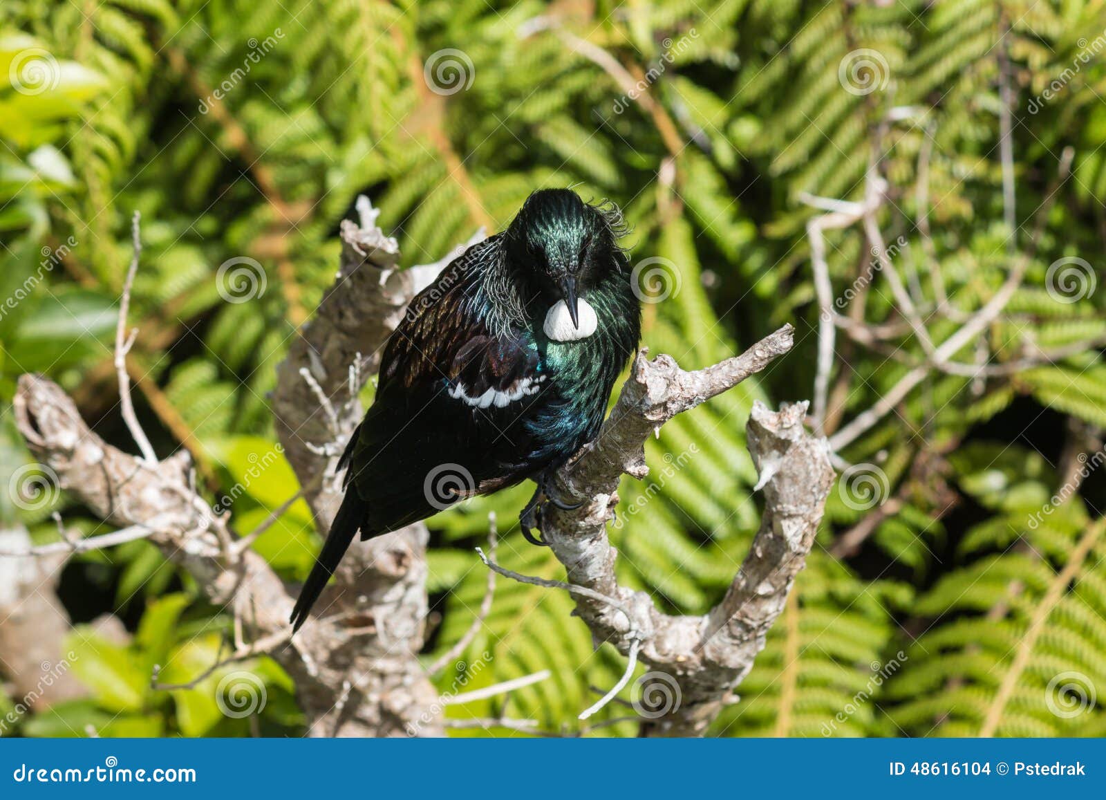 Tui Bird Resting on Tree Branch Stock Photo - Image of bird, black ...
